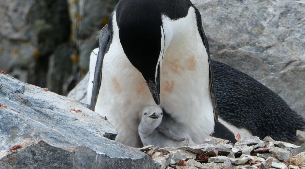 An Antarctic Report - Mawson's Huts Foundation